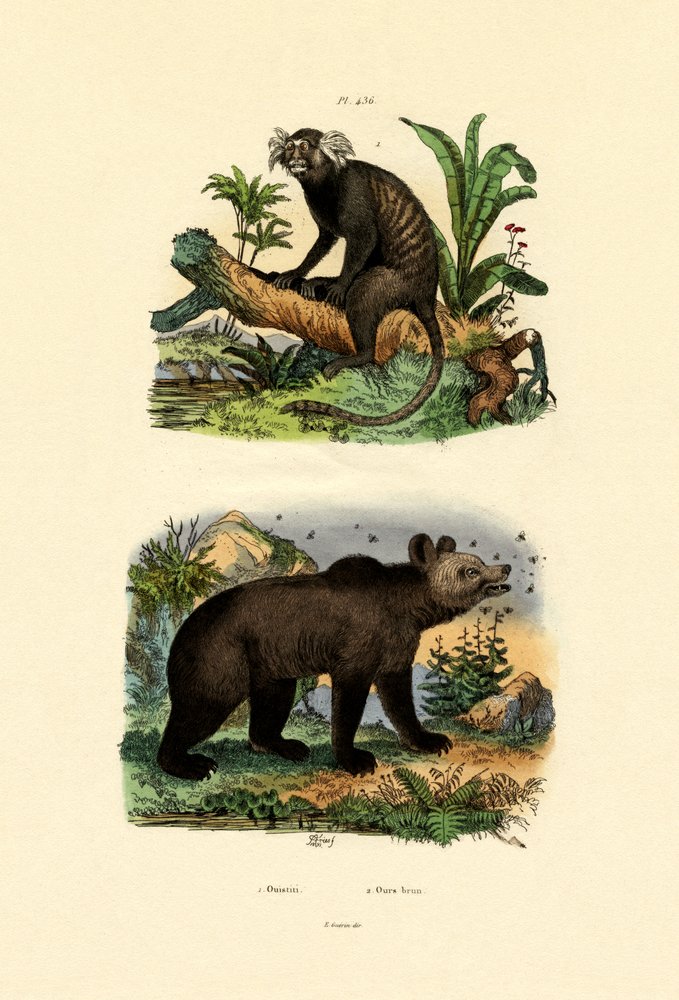 Common Marmoset by French School: Buy fine art print